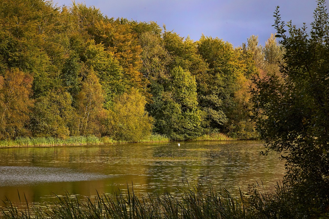 Conservation Management Plan - Rossmore Forest Park - Tourism